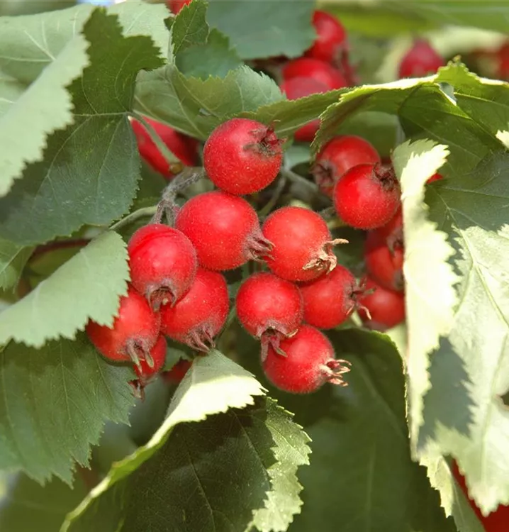 Crataegus coccinea, Scharlach-Dorn im Pflanzenshop