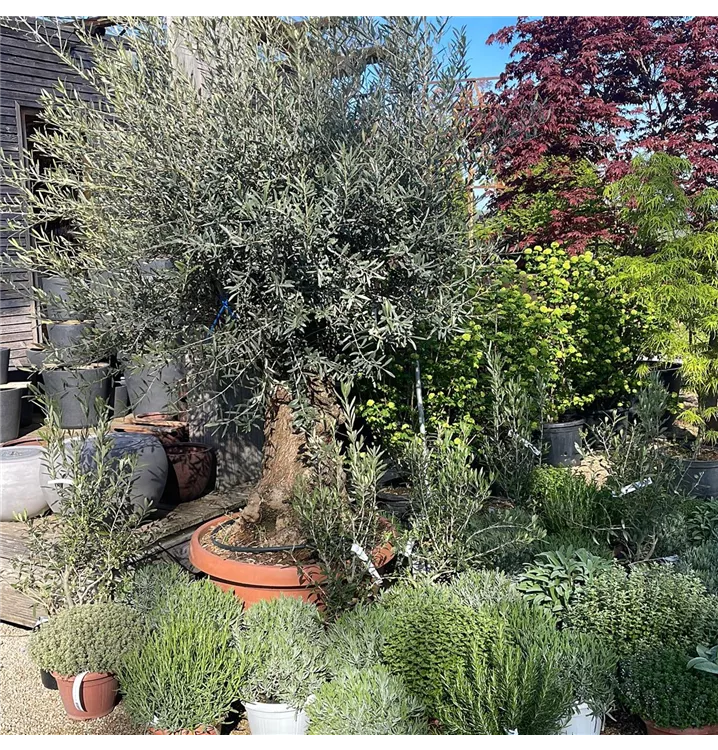 Olea europaea (Solitärgehölz), Ölbaum, Olive im Pflanzenshop