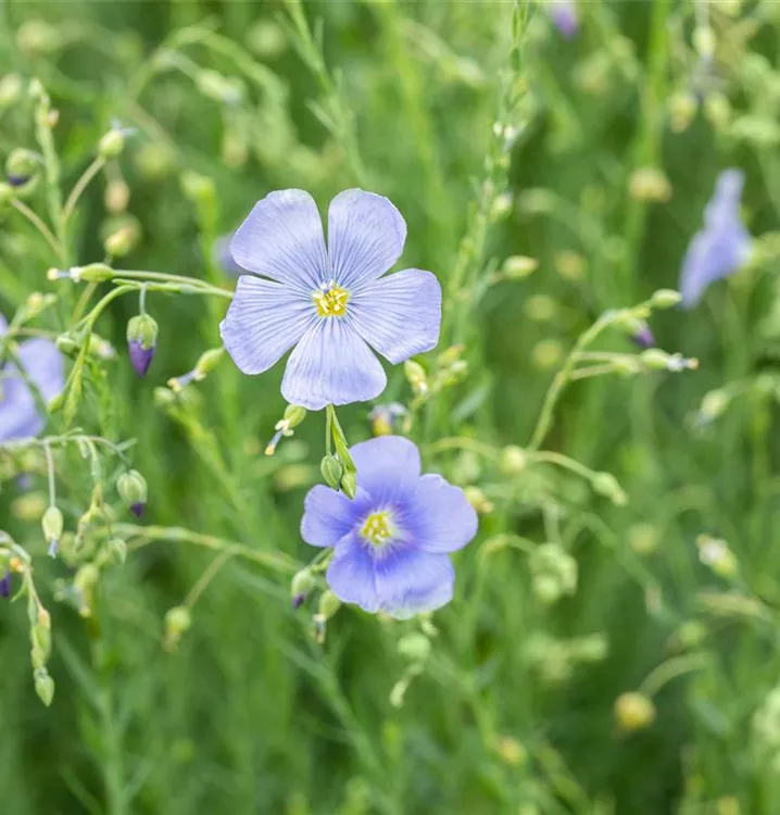 Linum perenne 'Nanum Saphir', Zierlein im Pflanzenshop