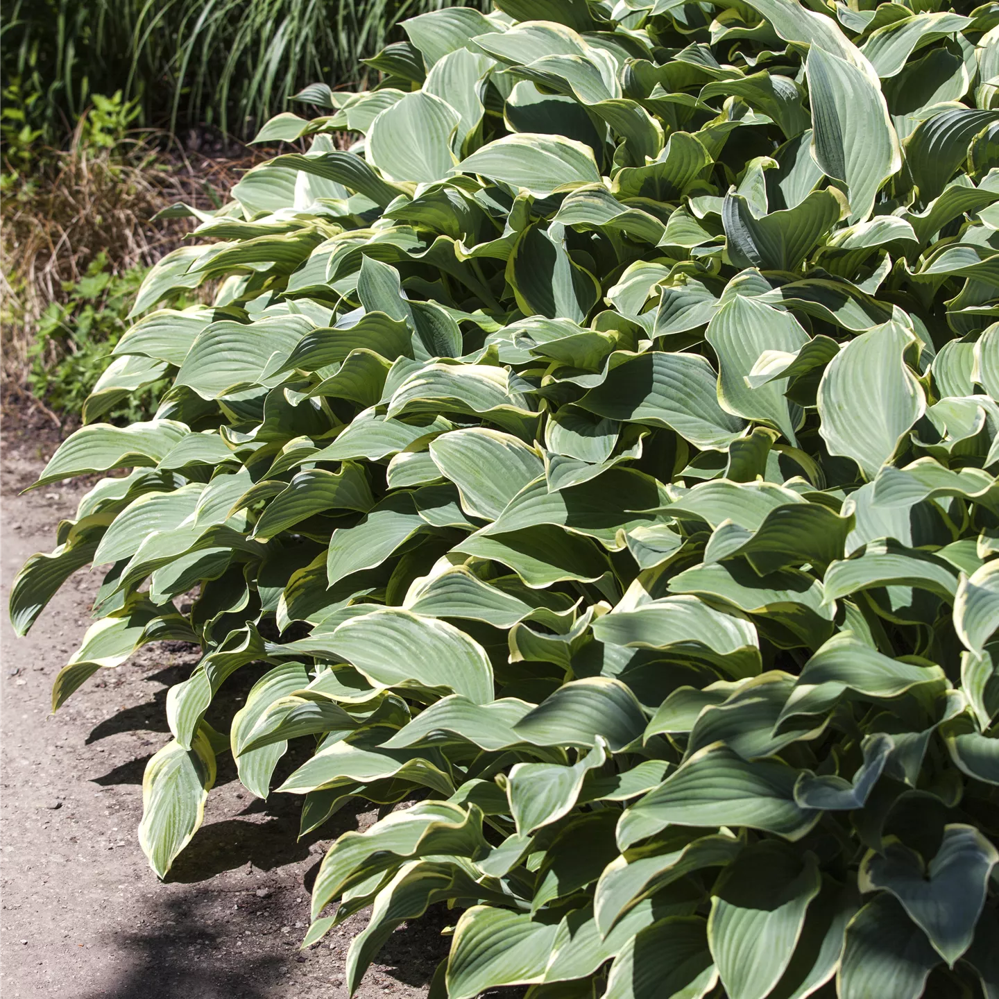 Hosta x fortunei 'Gold Standard', Gelbe Grünland-Funkie im Pflanzenshop