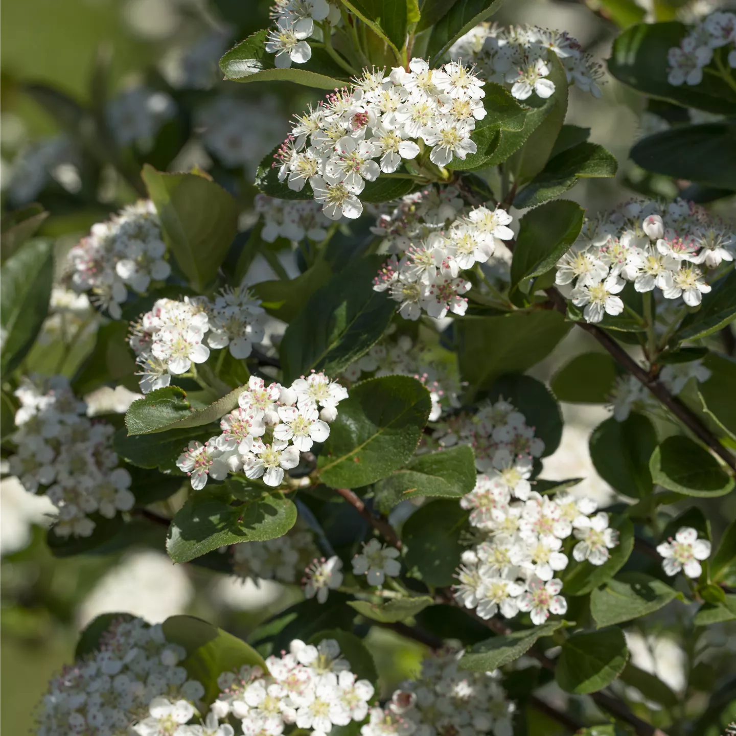Aronia melanocarpa 'Viking', Apfelbeere im Pflanzenshop