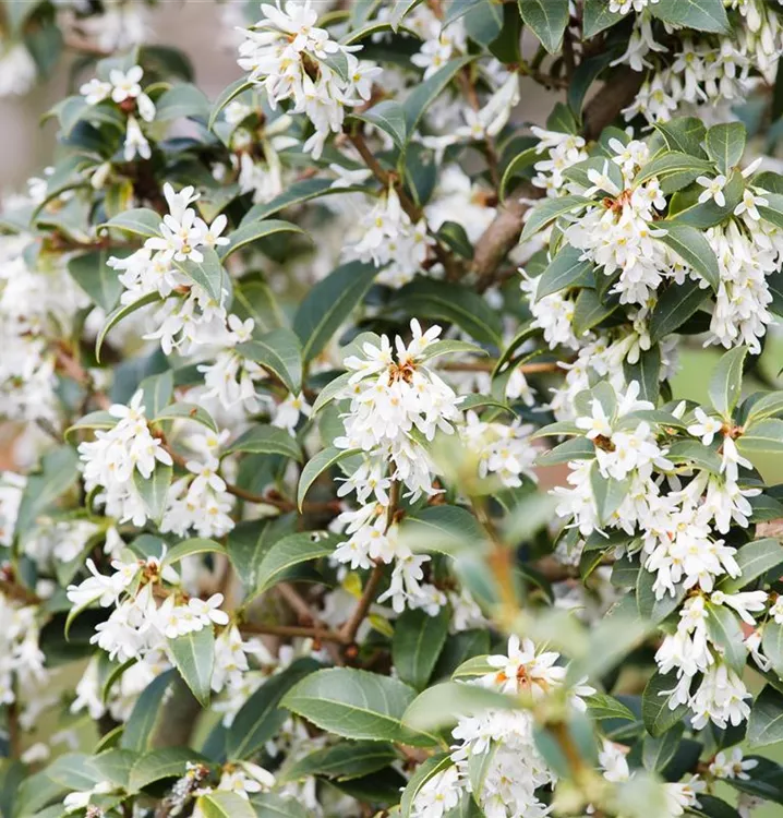 Fabelhafte Duftblüte Osmanthus Burkwoodii Fotos