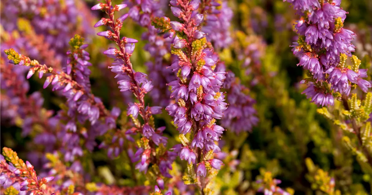 Calluna vulgaris 'Boskoop', Sommerheide im Pflanzenshop