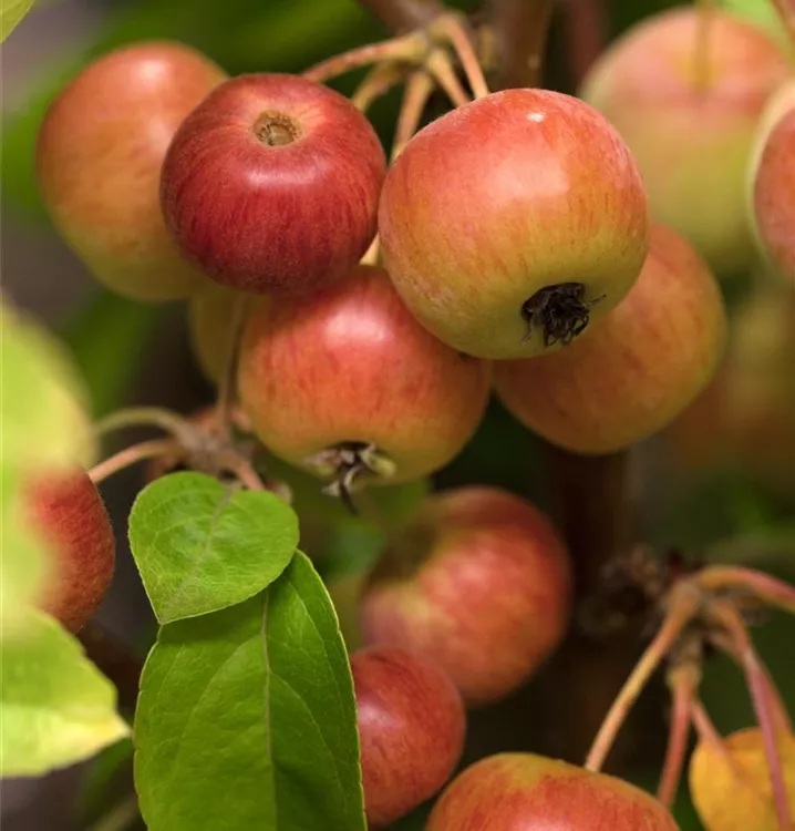 Malus 'Evereste' -R-, Zier-Apfel im Pflanzenshop