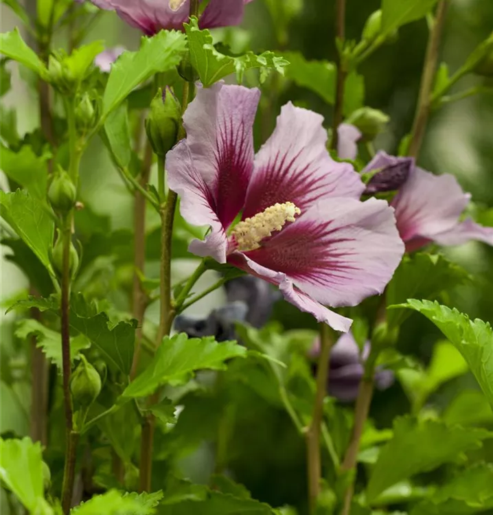 Hibiscus Syriacus Russian Violet Rosen Eibisch Im Pflanzenshop