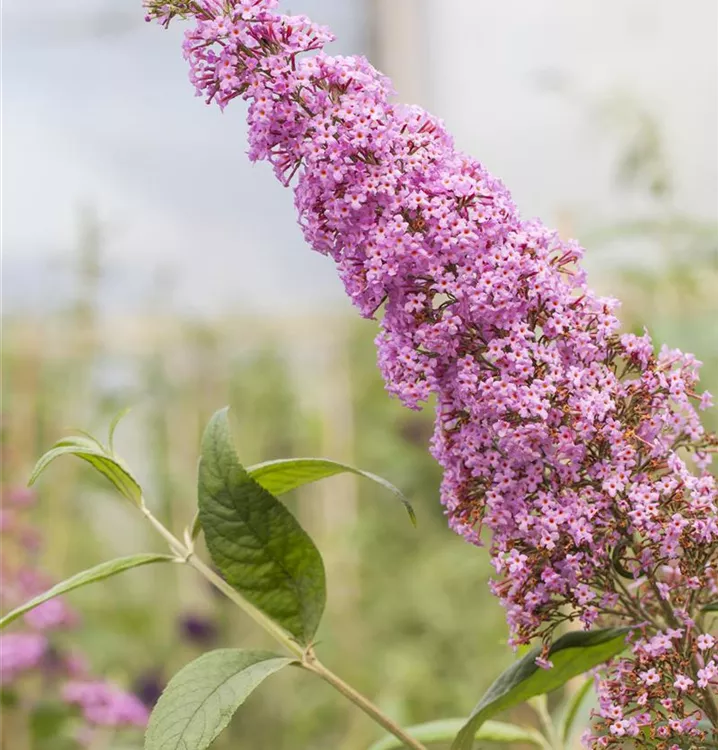 Buddleja dav.'Reve de Papillon Pink' -R-, Sommerflieder 'Reve de ...