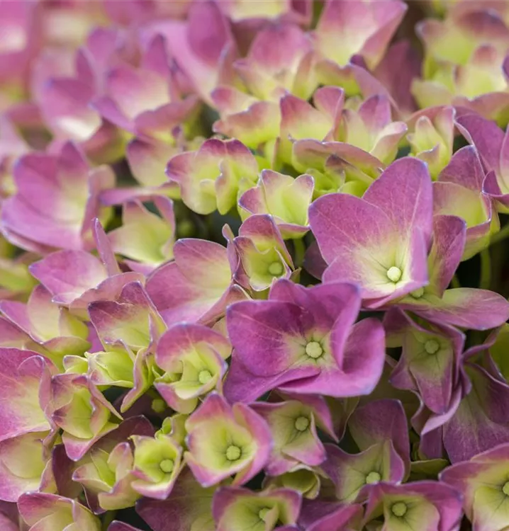 Hydrangea m. 'Magical Series' -R-, Gartenhortensie 'Magical Series' -R ...