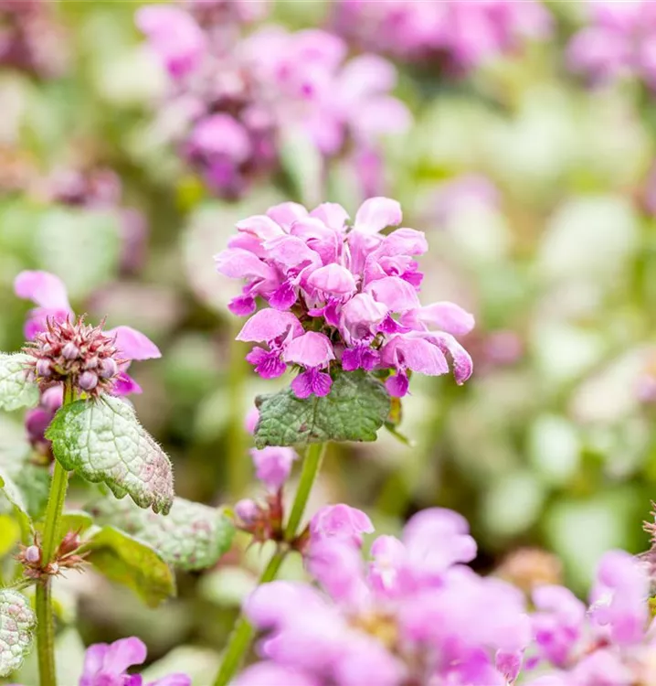 Lamium maculatum 'Red Nancy', Gefleckte Taubnessel im Pflanzenshop