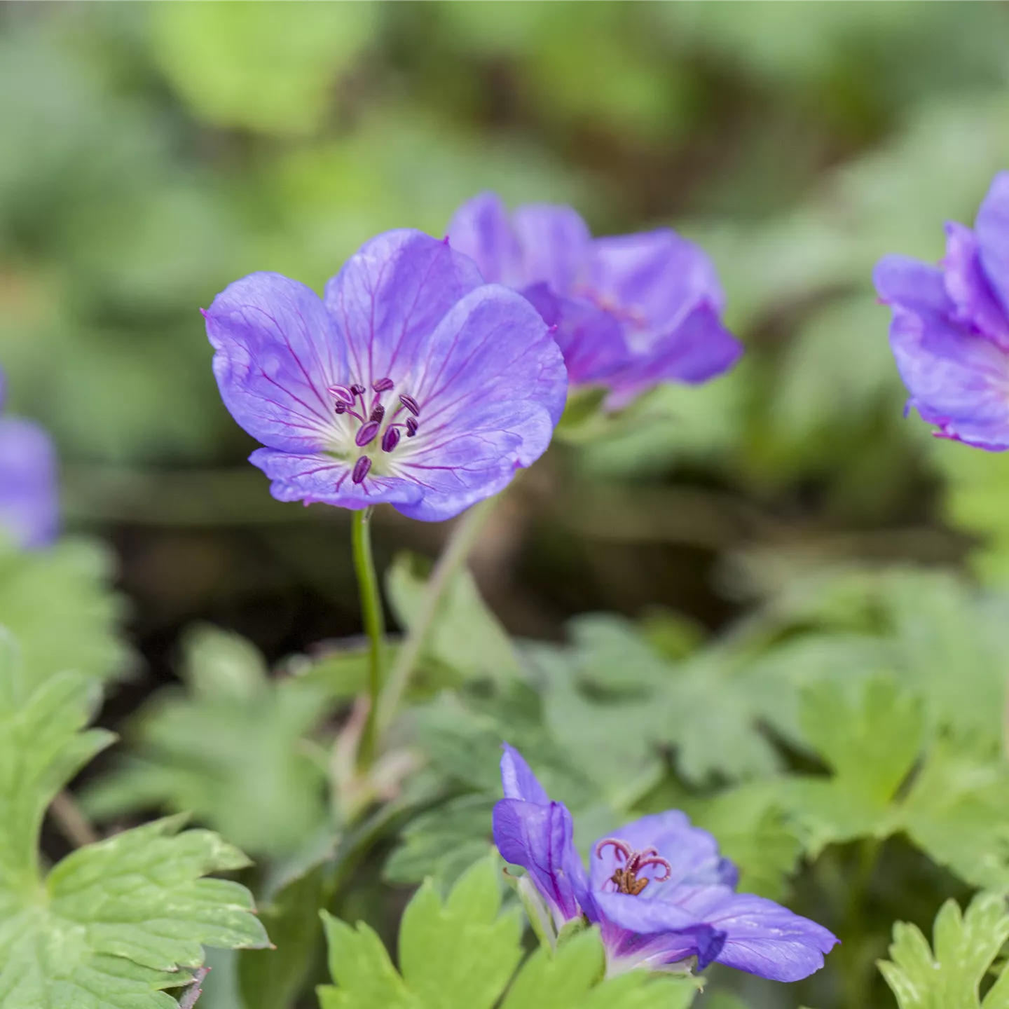 Geranium wallichianum 'Pink Penny' -R-, Wallichis Storchschnabel im ...