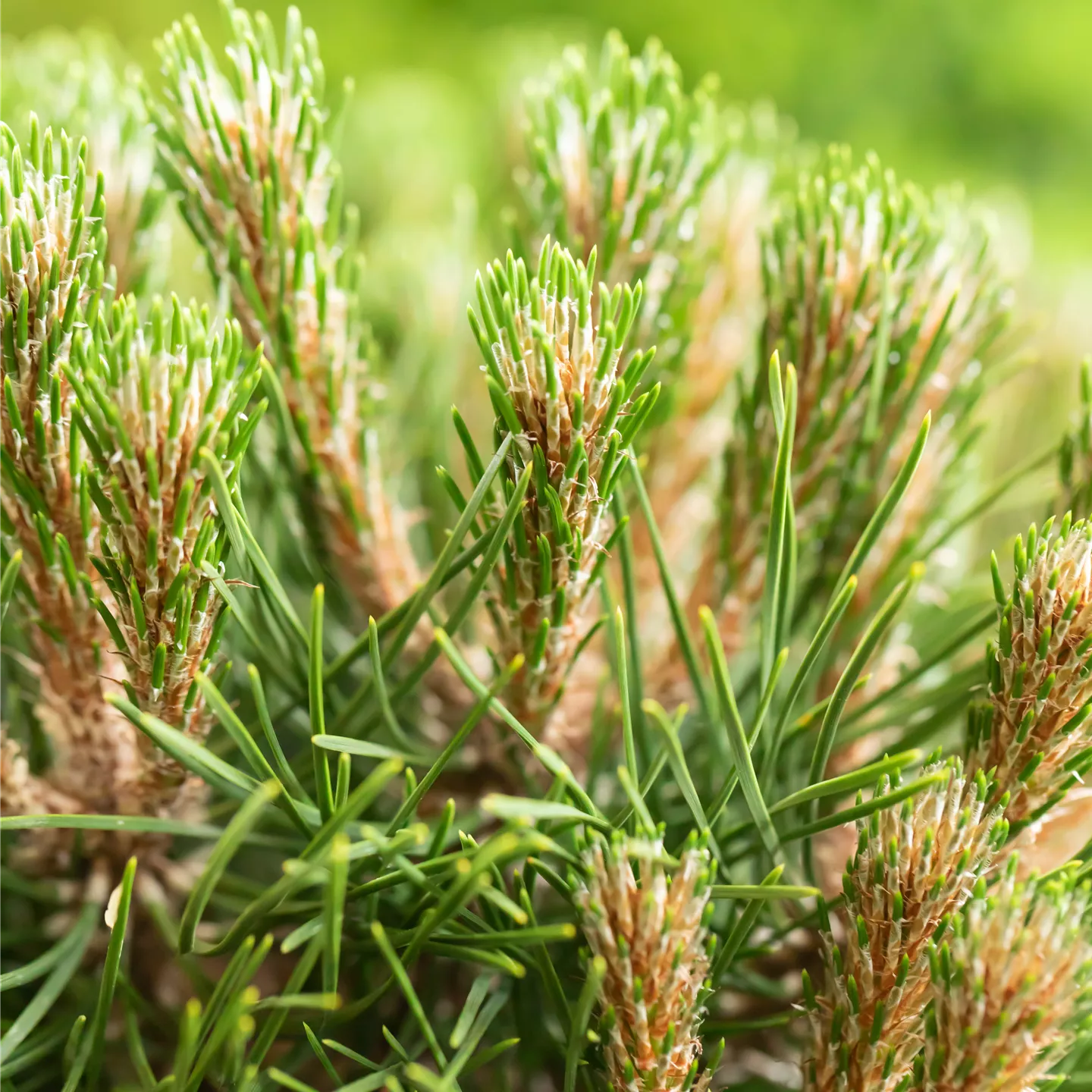 Pinus nigra 'Pierrick Brégeon' -S-, Schwarz-Kiefer im Pflanzenshop