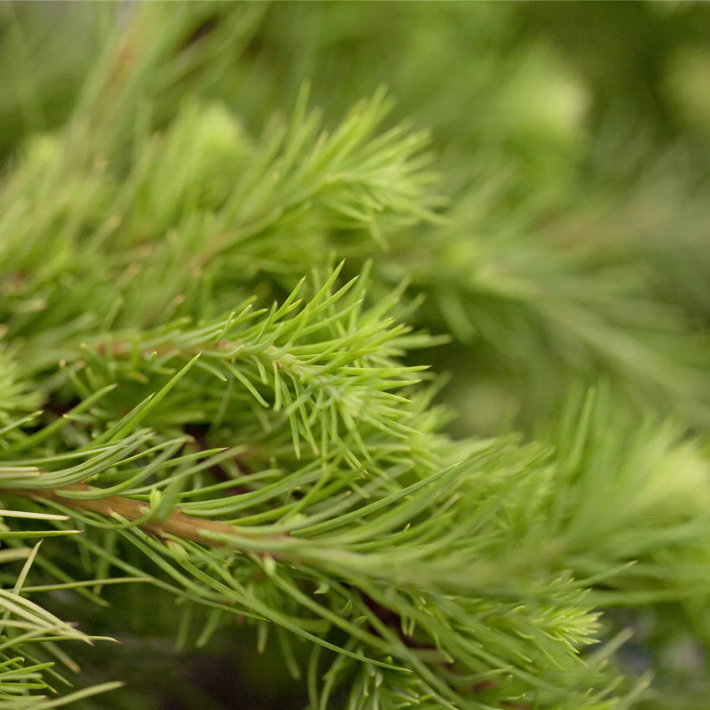 Larix kaempferi, Japan-Lärche im Pflanzenshop