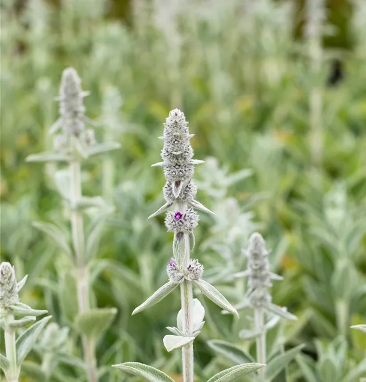 Stachys byzantina 'Big Ears', Wollziest im Pflanzenshop