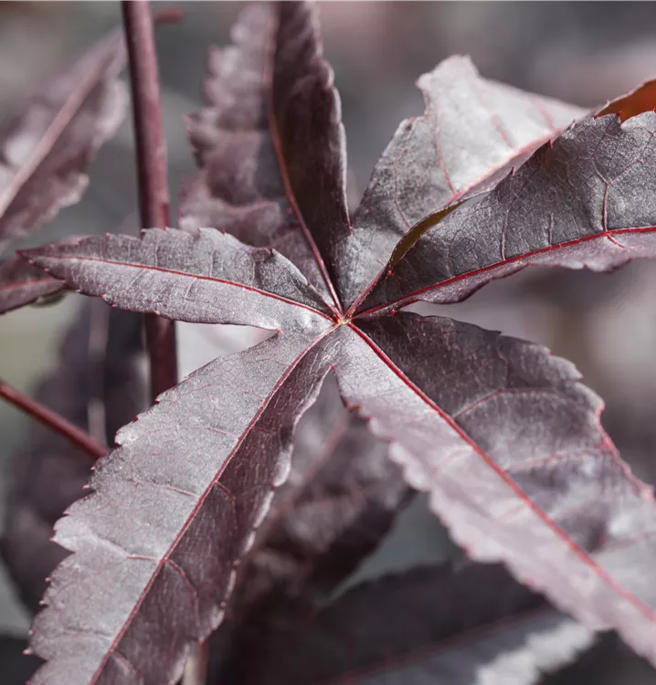 Acer palmatum 'Red Emperor', Fächerahorn 'Red Emperor' im Pflanzenshop