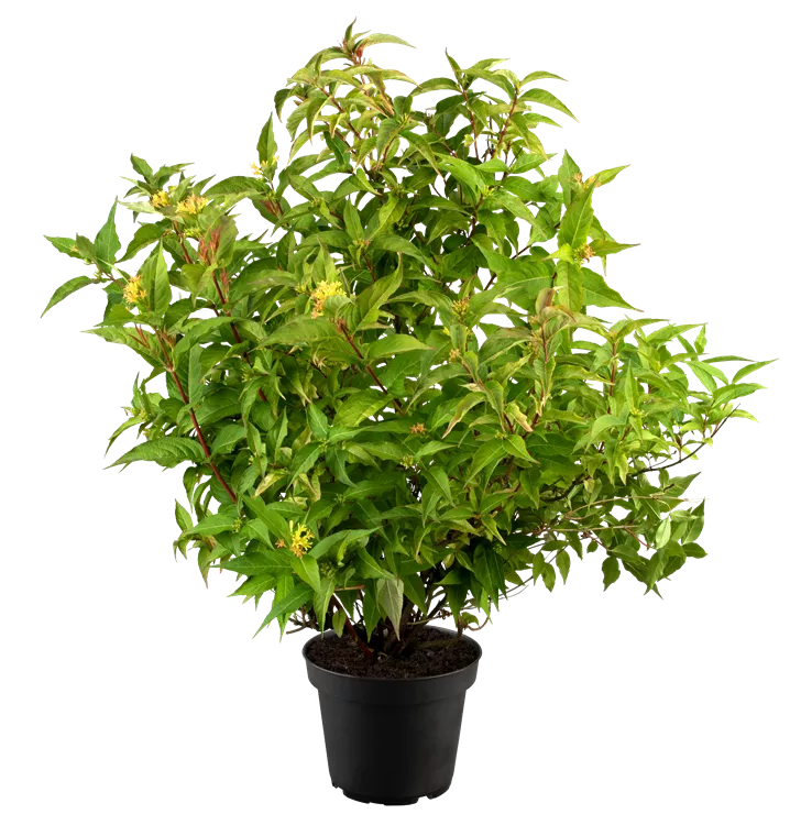 Diervilla splendens 'Kodiak -R- Red', Amerik.Weigelie 'Kodiak -R- Red ...