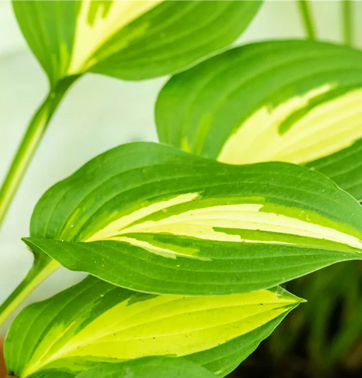 Hosta undulata 'Mediovariegata', Hosta, Funkie im Pflanzenshop