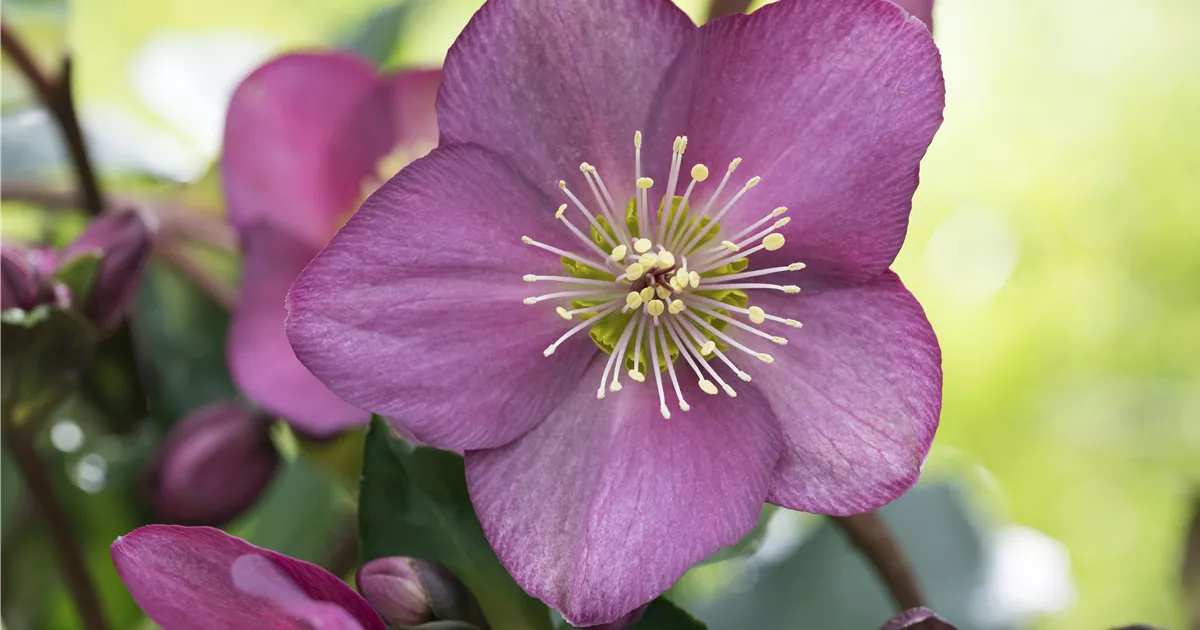 Helleborus Gold Collection 'Diva XXL', Christrose im Pflanzenshop
