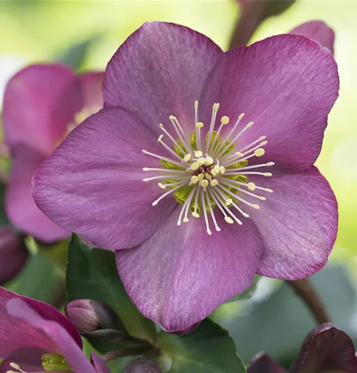 Helleborus Gold Collection 'Diva XXL', Christrose im Pflanzenshop