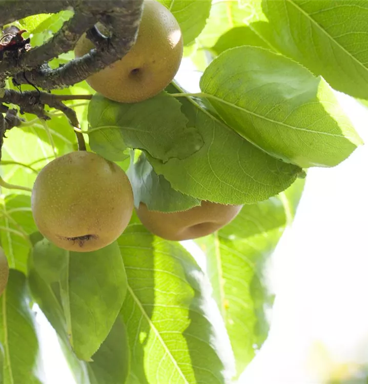 Pyrus pyraster 'Kosui' CAC, Birne im Pflanzenshop