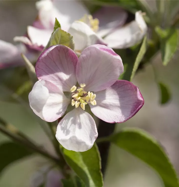 Malus 'Ingrid Marie' CAC, Apfel Ingrid Marie im Pflanzenshop