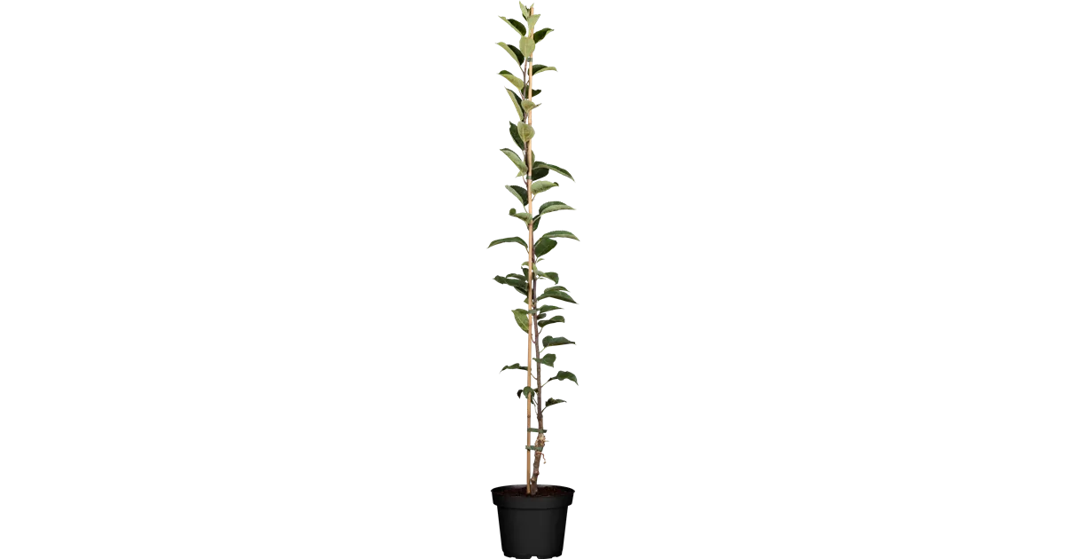 Malus 'Apistar' -R- CAC, Apfel 'Apistar' -R- im Pflanzenshop