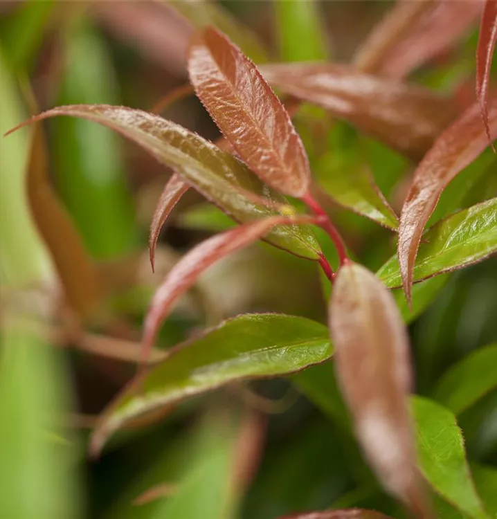 Leucothoe keiskei 'Burning Love', Traubenmyrthe 'Burning Love' im ...