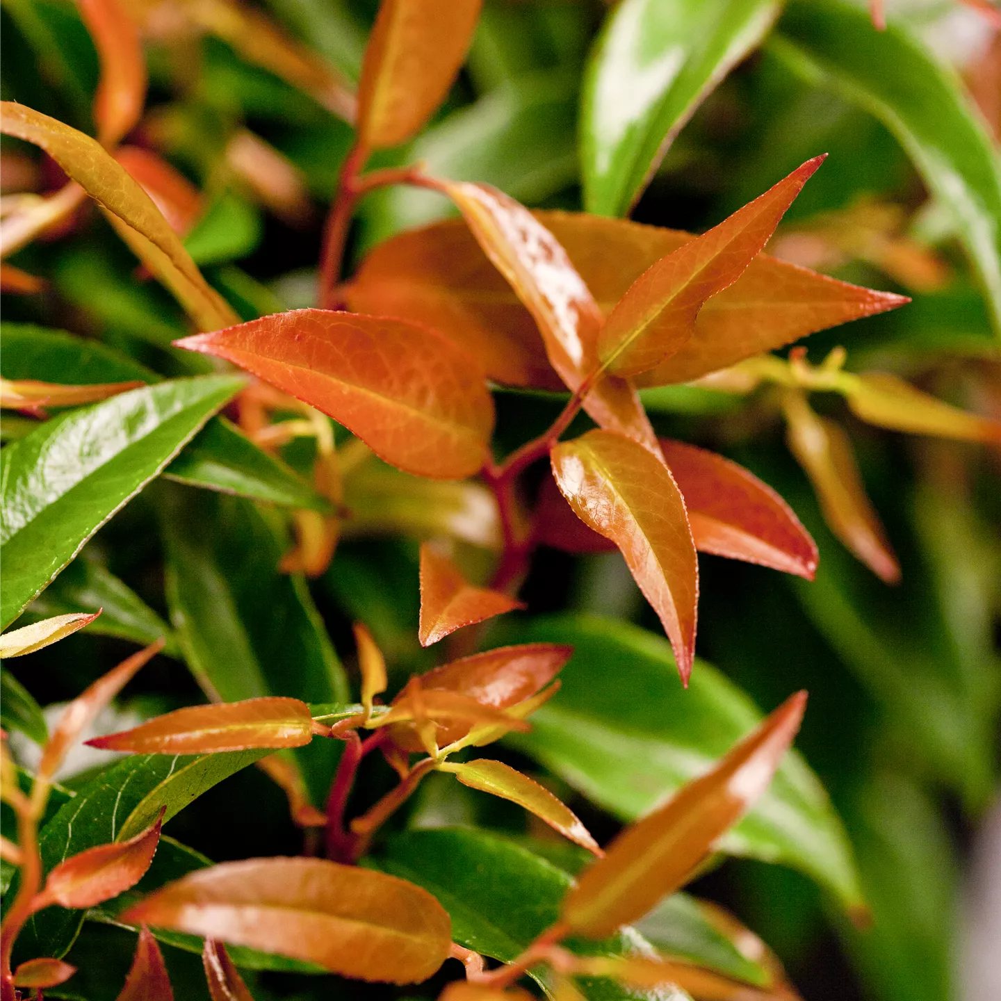 Leucothoe keiskei 'Burning Love', Traubenmyrthe 'Burning Love' im ...