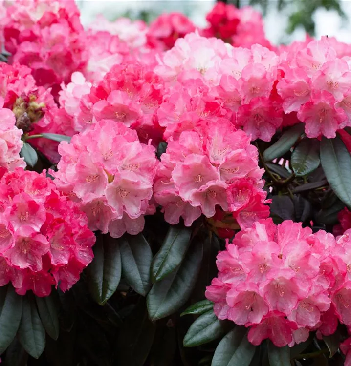 Rhododendron yak.'Fantastica', Yaku-Rhododendron im Pflanzenshop
