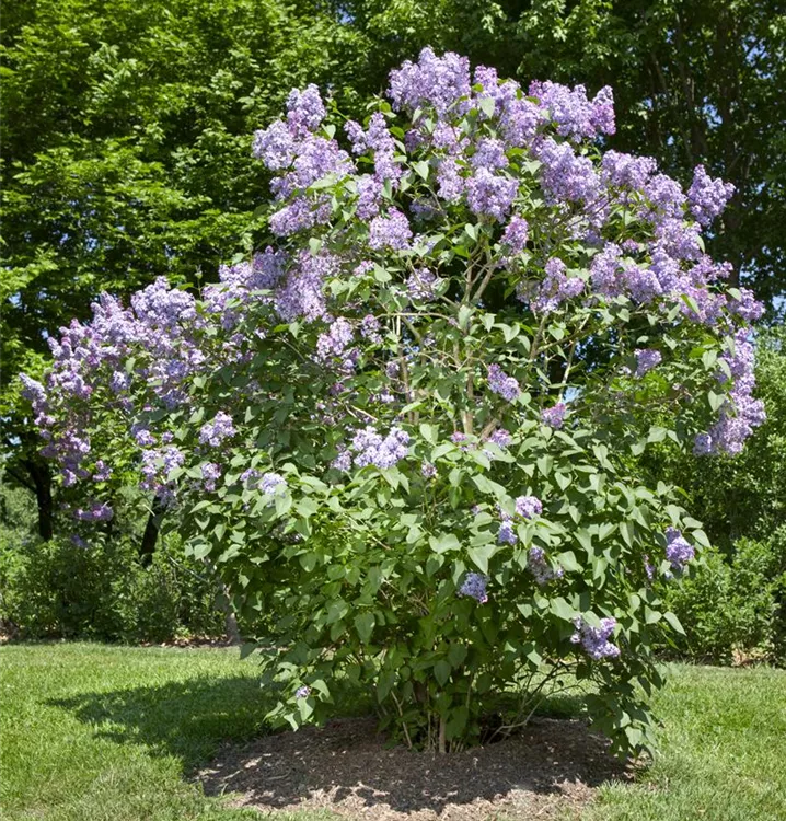 Syringa vulg.'Amethyst', Edelflieder 'Amethyst' im Pflanzenshop