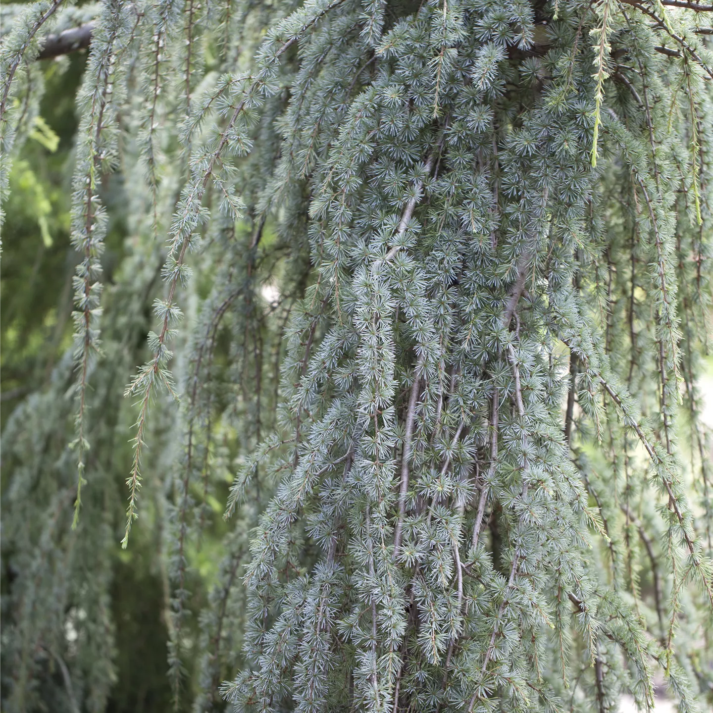 Cedar Atlantica Glauca Cedrus Atlantica Glauca Pendula (Weeping Blue