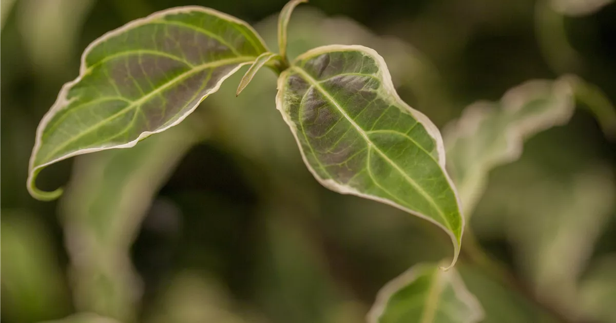 Cornus kousa 'Samaritan', Blüten-Hartriegel im Pflanzenshop