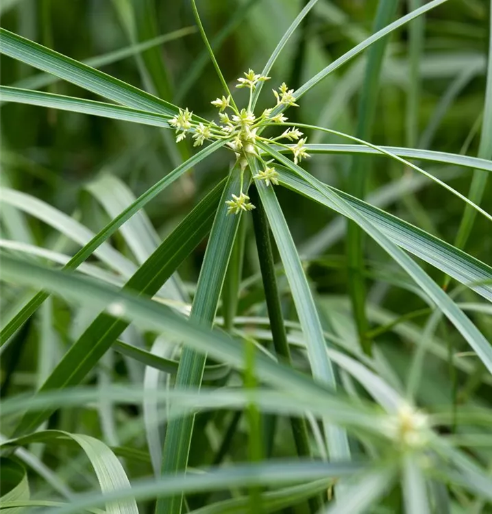 Cyperus alternifolius, Zypergras im Pflanzenshop