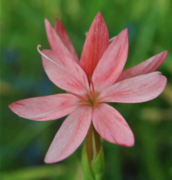 Schizostylis coccinea 'Mrs. Hagerty', Spaltgriffel im Pflanzenshop