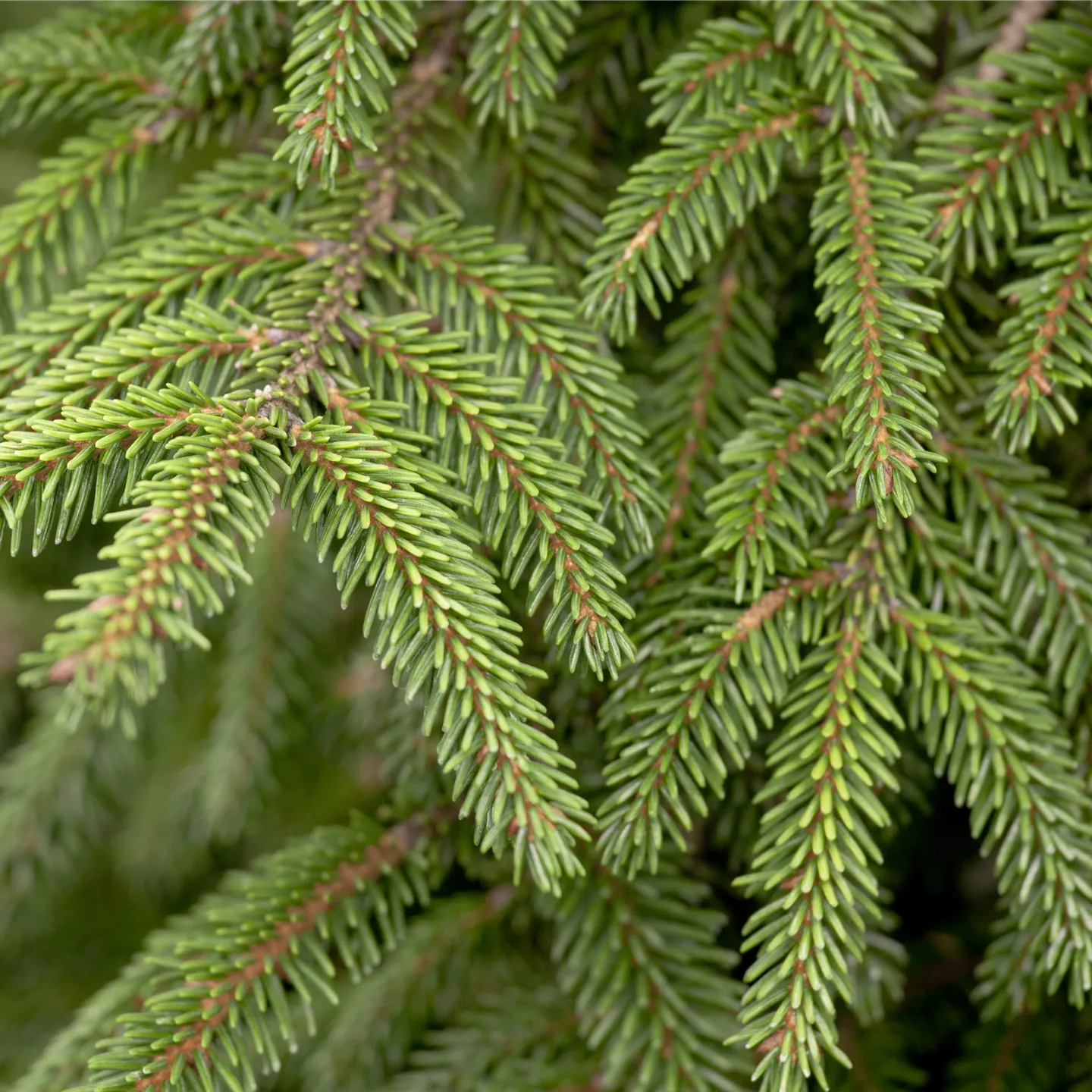 Cedrus deodara 'Pendula', Himalaya-Zeder im Pflanzenshop