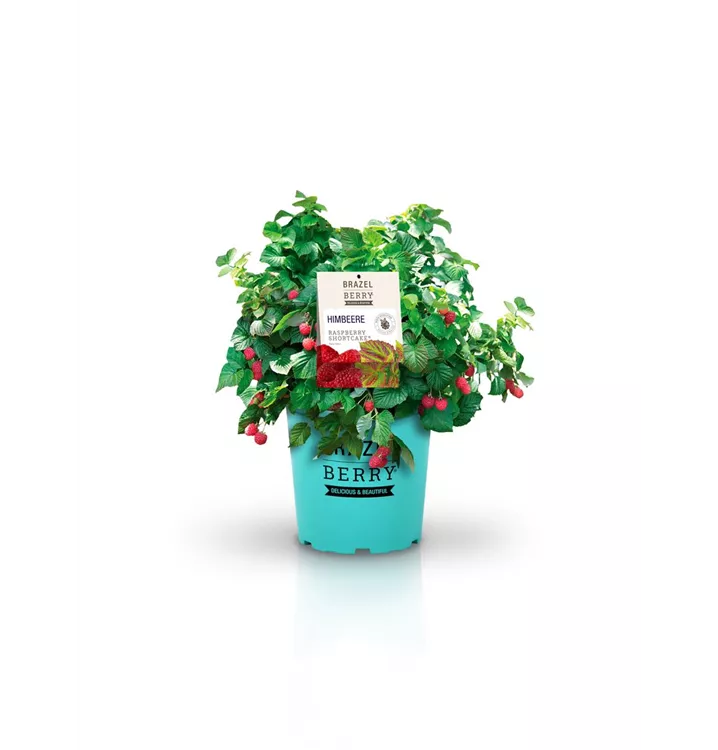 Rubus BrazelBerries 'Raspberry Shortcak' -R-, Himbeere Raspberry ...