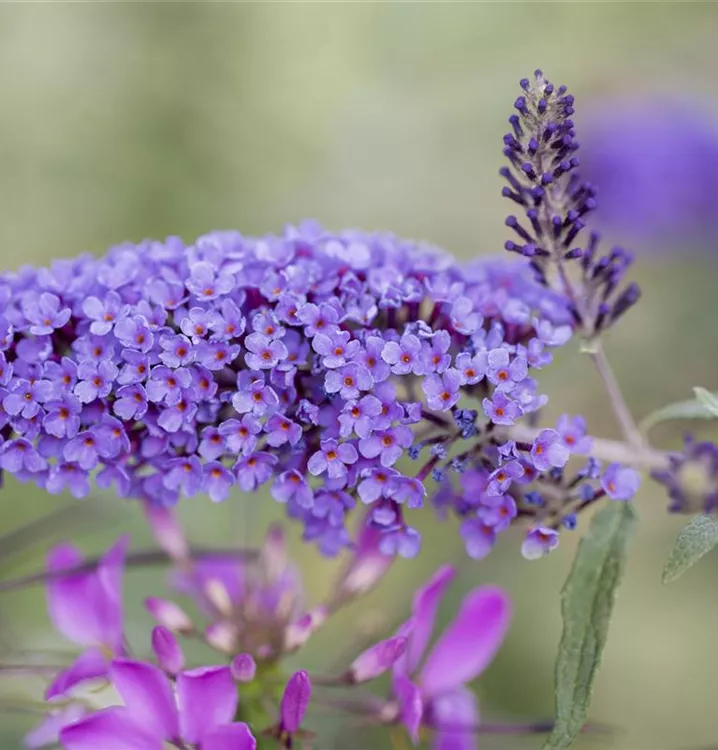 Buddleja davidii 'Summer Bird Blue' -R-, Zwerg-Sommerflieder 'Summer ...