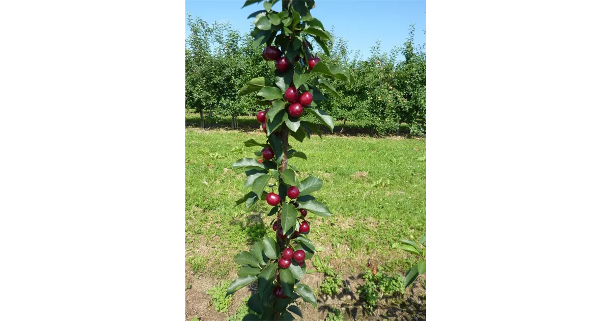Prunus cer.'Jachim' -S- CAC, Sauerkirsche im Pflanzenshop