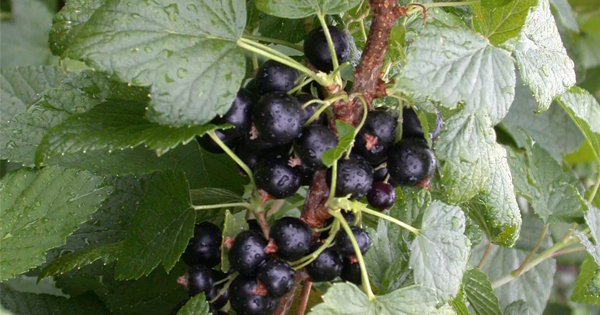 Ribes nigrum 'Titania' CAC, Schwarze Johannisbeere im Pflanzenshop
