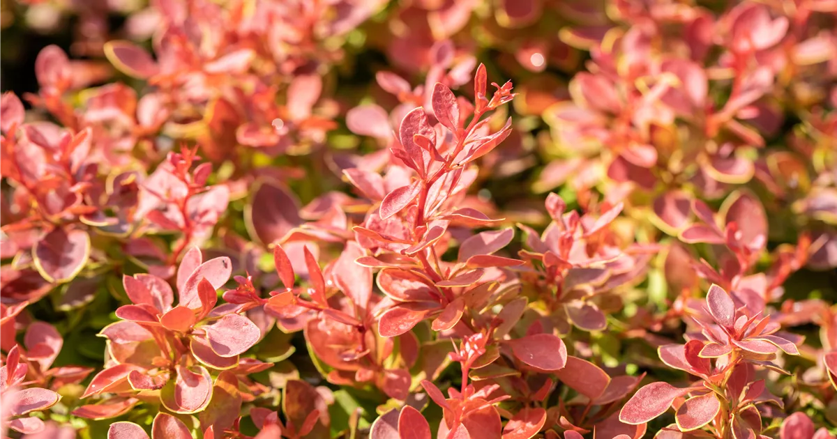 Berberis thunbergii 'Coral' -S-, Berberitze 'Coral' -S- im Pflanzenshop