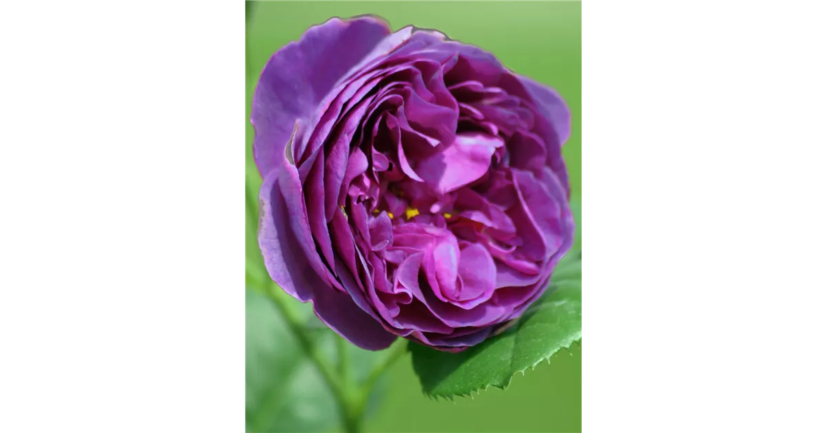 Rosa 'Minerva' -R- BT, Beetrose 'Minerva' -R- im Pflanzenshop