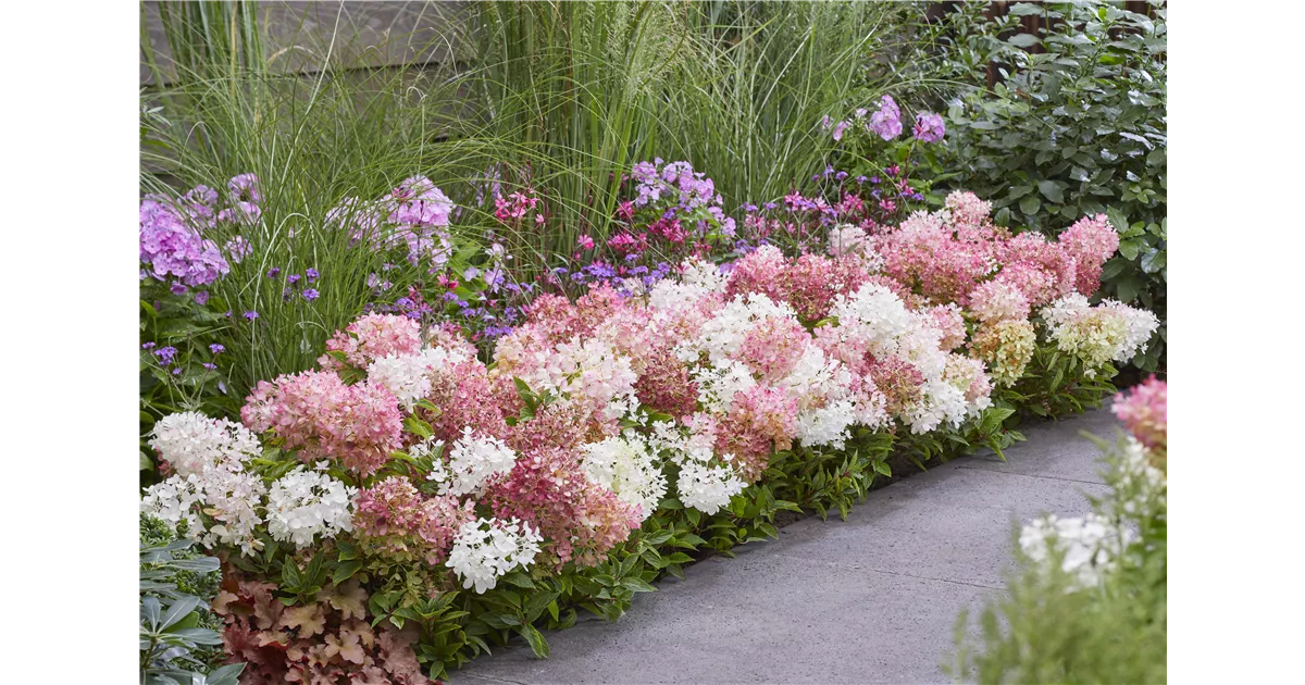 Hydrangea panic. Groundbreaker -R- BLUSH, Rispenhortensie Groundbreaker ...